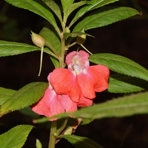 RED BALSAM Seeds *free Shipping!* Fresh & Organic Impatiens Balsamina ...