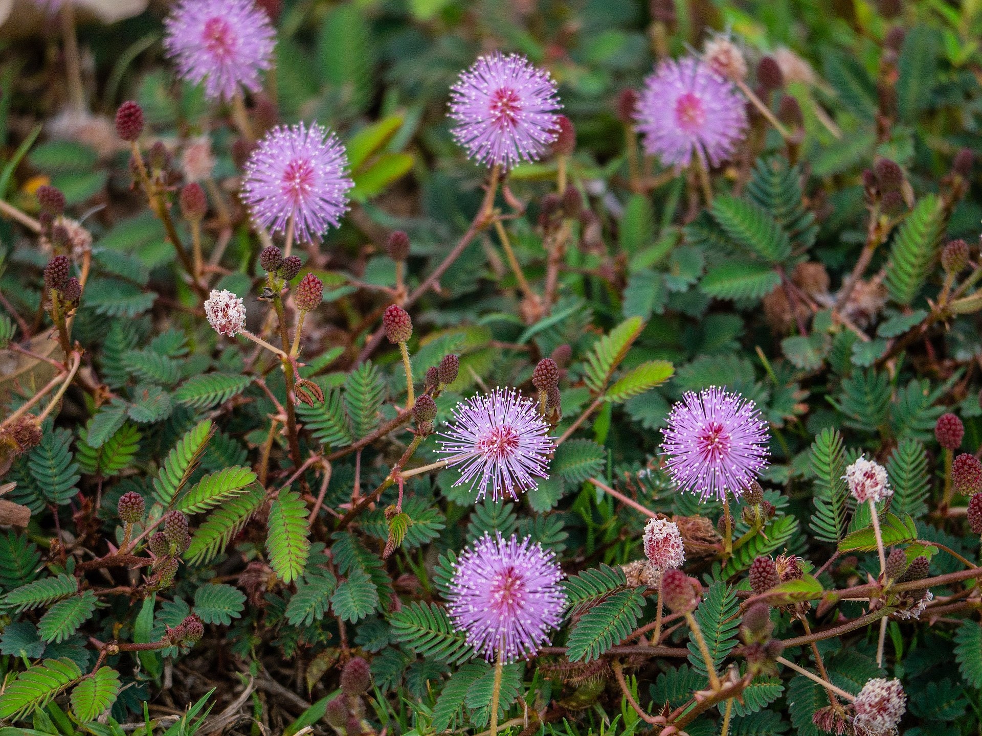 BULK Sensitive Plant Seeds free Shipping Fresh & Organic - Etsy