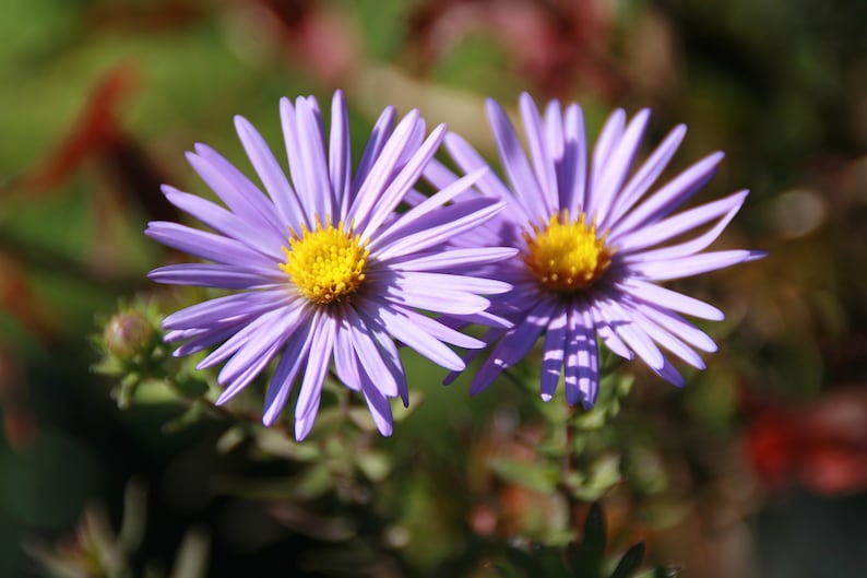 ATOMATIC ASTER Seeds *free Shipping!* Fresh & Organic Aster ...