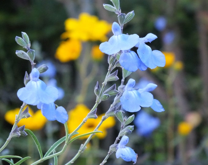 Salvia White Victory Seeds USA Flower Seeds Heirloom NJ Grower See My ...