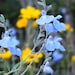 AZURE SAGE Seeds *free Shipping!* Fresh & Organic Salvia Azurea Seeds ...