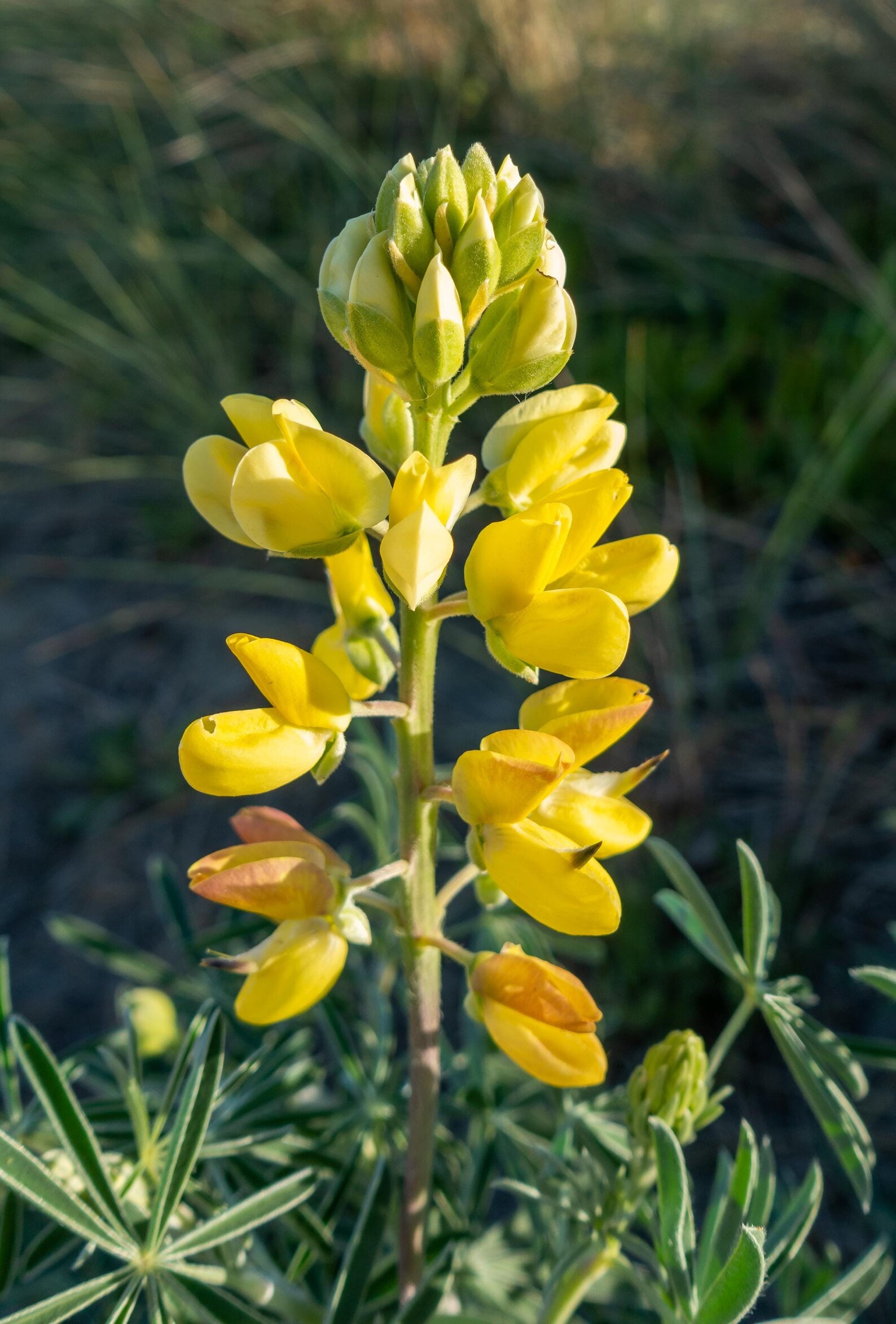 TREE LUPINE Seeds *free Shipping!* Fresh & Organic Lupinus Arboreus ...