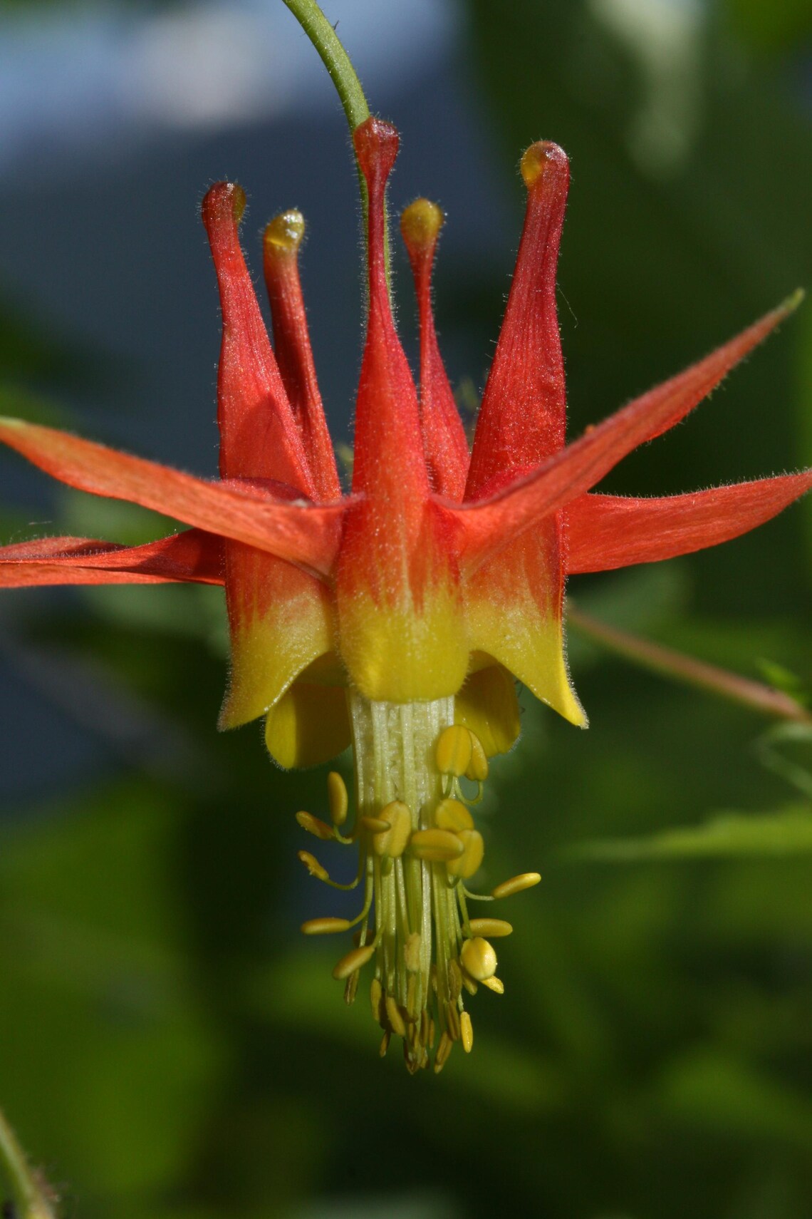 WESTERN COLUMBINE Seeds *free Shipping!* Aquilegia Formosa Seeds, Red ...