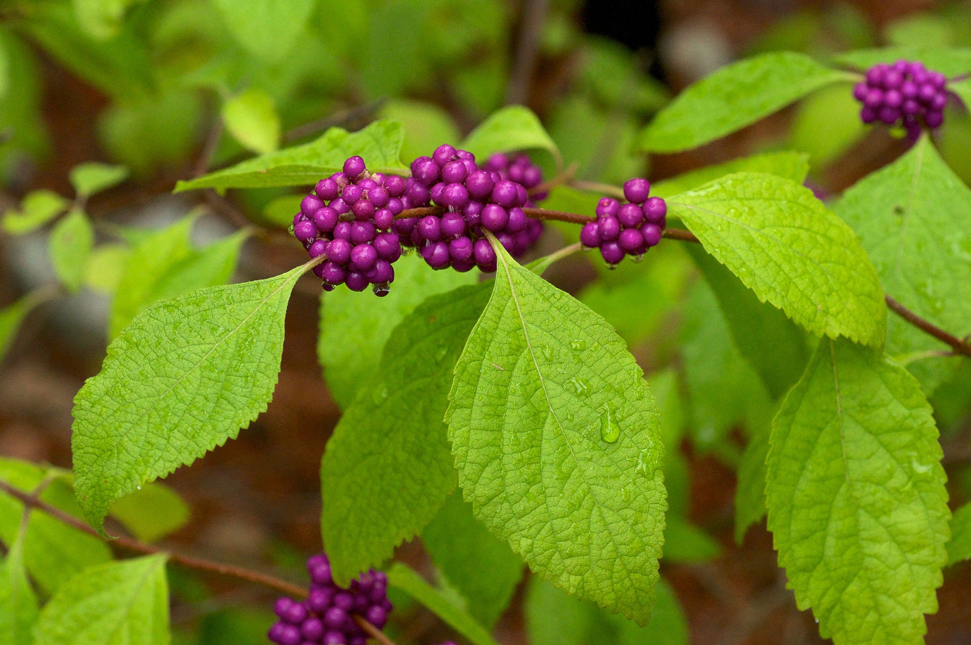 CALLICARPA AMERICANA Seeds *FREE Shipping!* Purple American Beautyberry ...