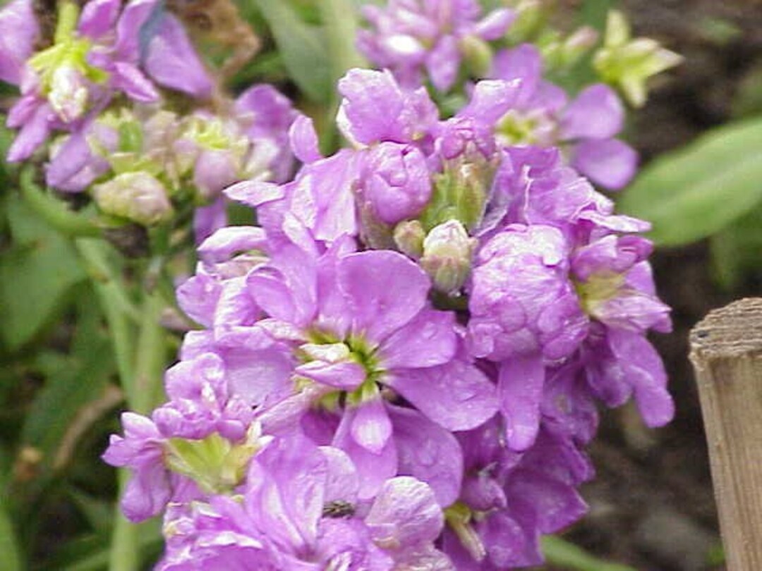 Light Purple Stock Seeds FREE Shipping Fresh & Organic Matthiola Incana ...