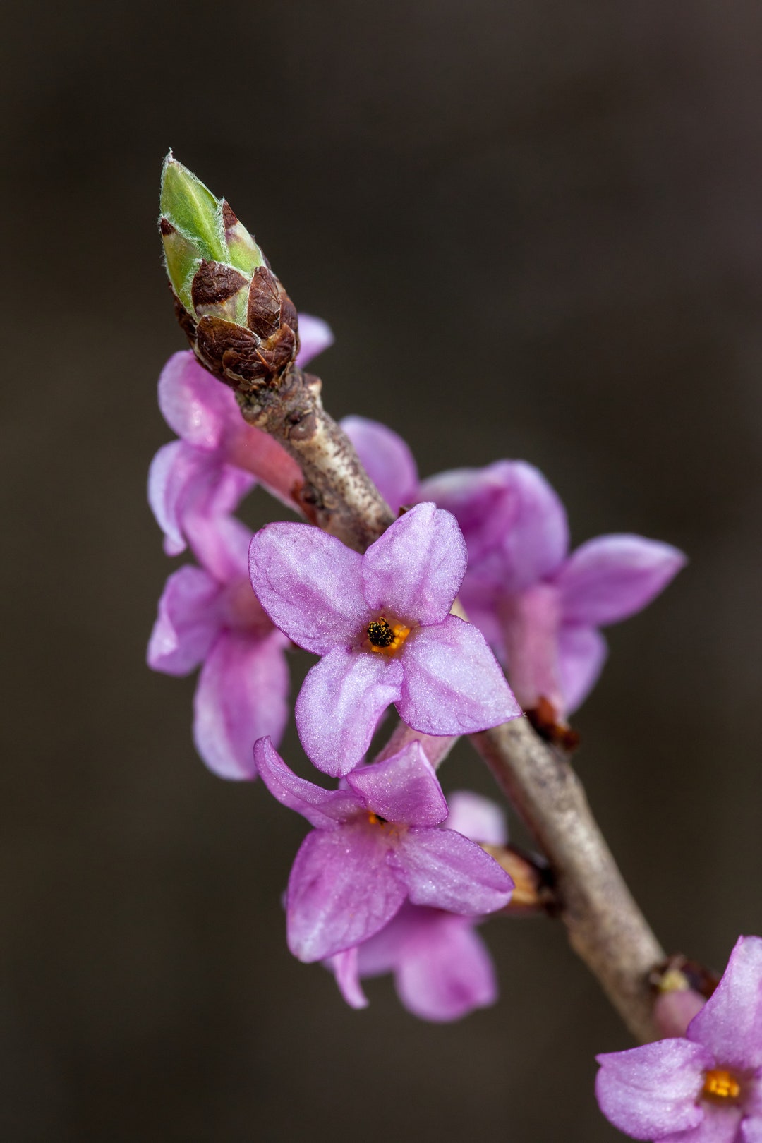 FEBRUARY DAPHNE Seeds *FREE Shipping!* Fresh & Organic Daphne Mezereum ...