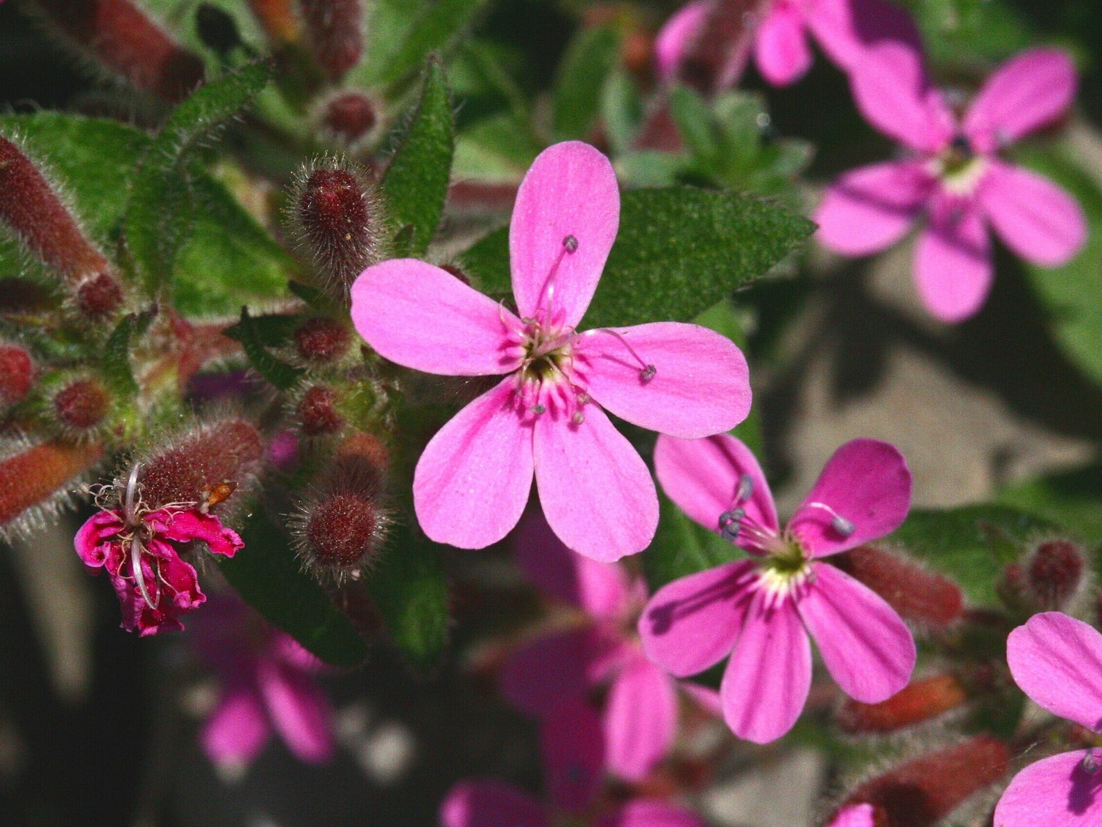 ROCK SOAPWORT Seeds *free Shipping!* Fresh & Organic Saponaria ...