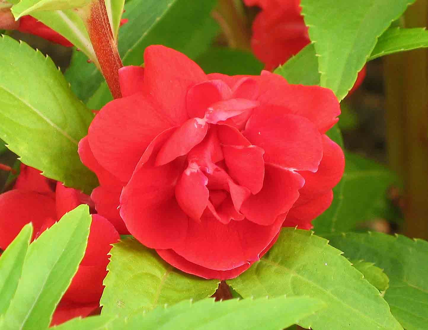 RED BALSAM Seeds *free Shipping!* Fresh & Organic Impatiens Balsamina ...