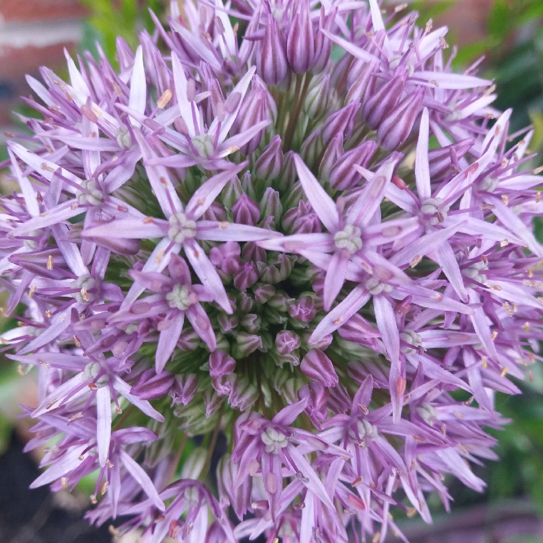 ALLIUM JESDIANUM Seeds *FREE Shipping!* Fresh & Organic Ornamental ...