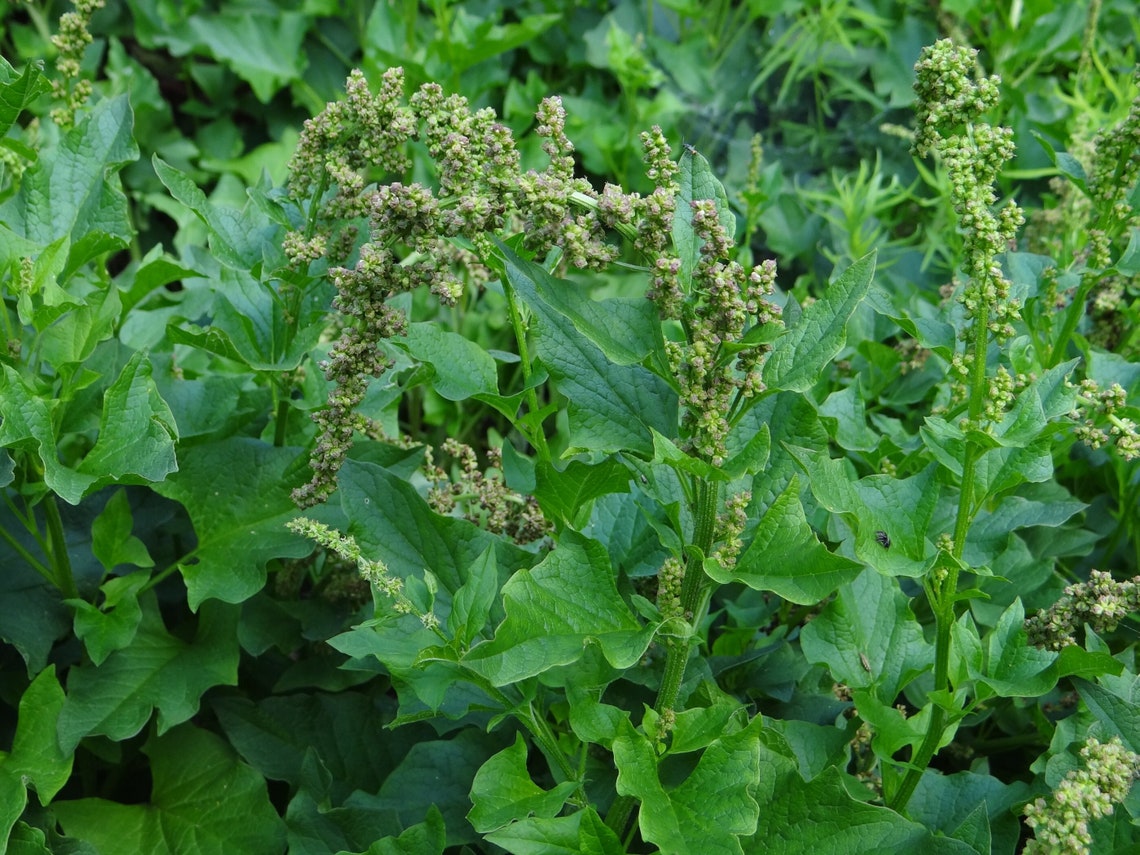 GOOD-KING-HENRY Seeds *free Shipping!* Fresh & Organic English Mercury ...