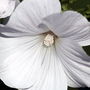 WHITE ROYAL MALLOW Seeds *free Shipping!* Fresh & Organic Malva ...