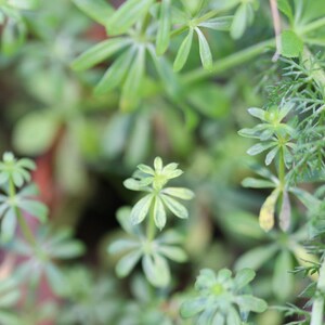 CLEAVERS Seeds *FREE Shipping!* Fresh & Organic Galium Aparine Seeds ...