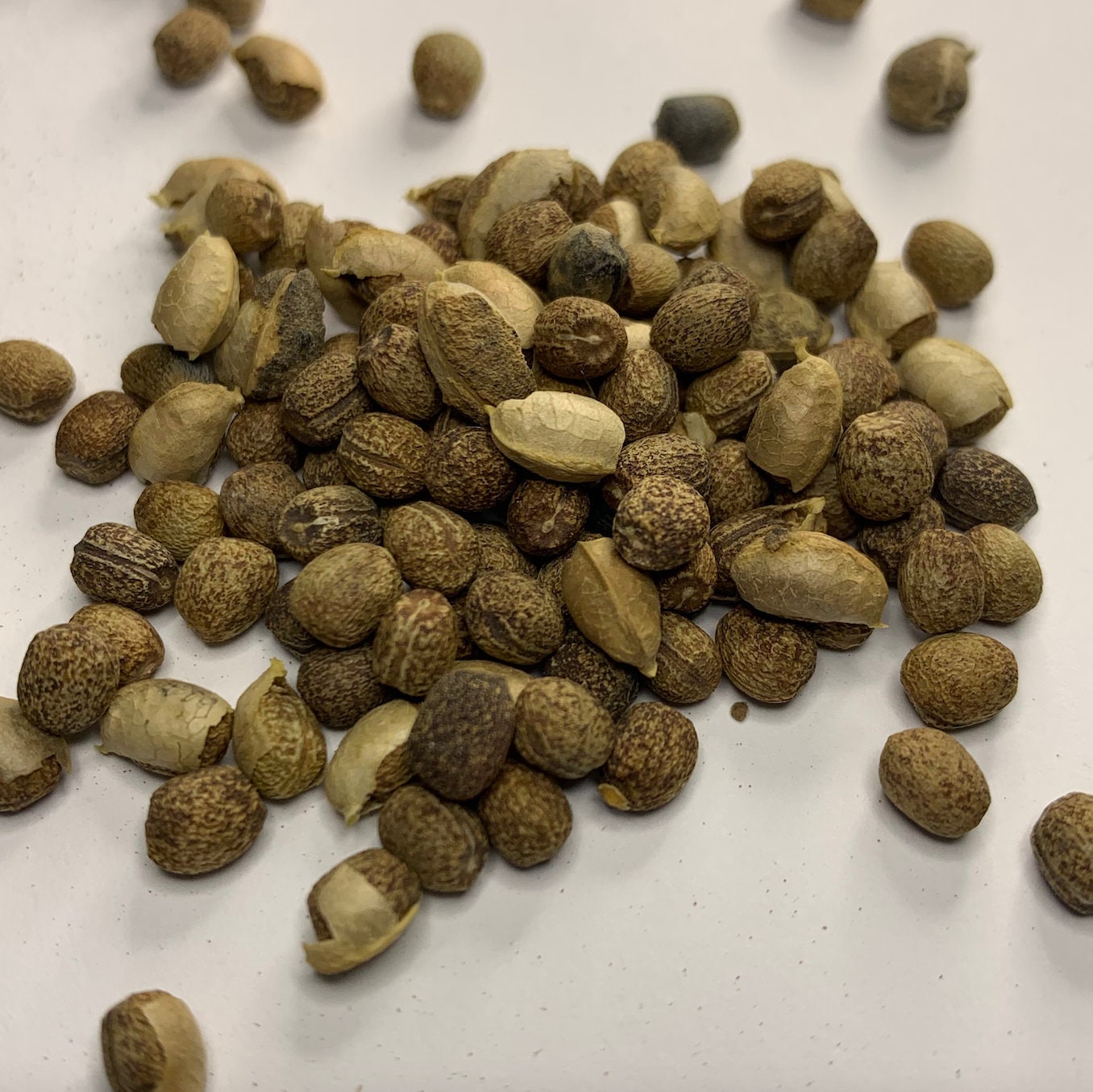 EUPHORBIA LATHYRIS Seeds FREE Shipping Gopher Spurge Caper - Etsy