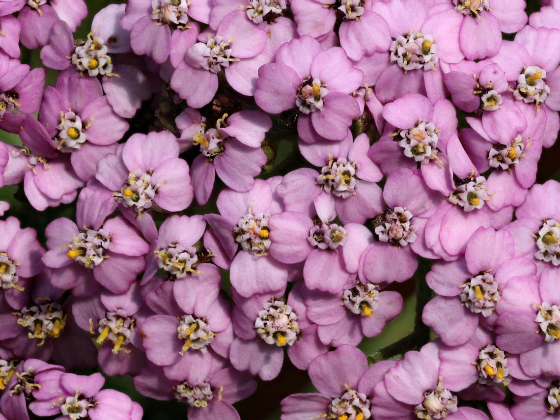 LIGHT PINK YARROW Seeds *free Shipping!* Fresh & Organic Achillea ...