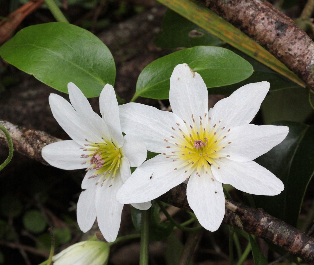 SWEET AUTUMN CLEMATIS Seeds *free Shipping!* Fresh & Organic Clematis ...