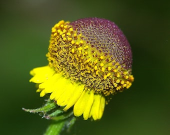 RED SNEEZEWEED Seeds FREE Shipping Fresh & Organic Helenium Autumnale ...