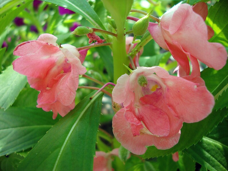 ROSE BALSAM Seeds *free Shipping!* Fresh & Organic Impatiens Balsamina ...