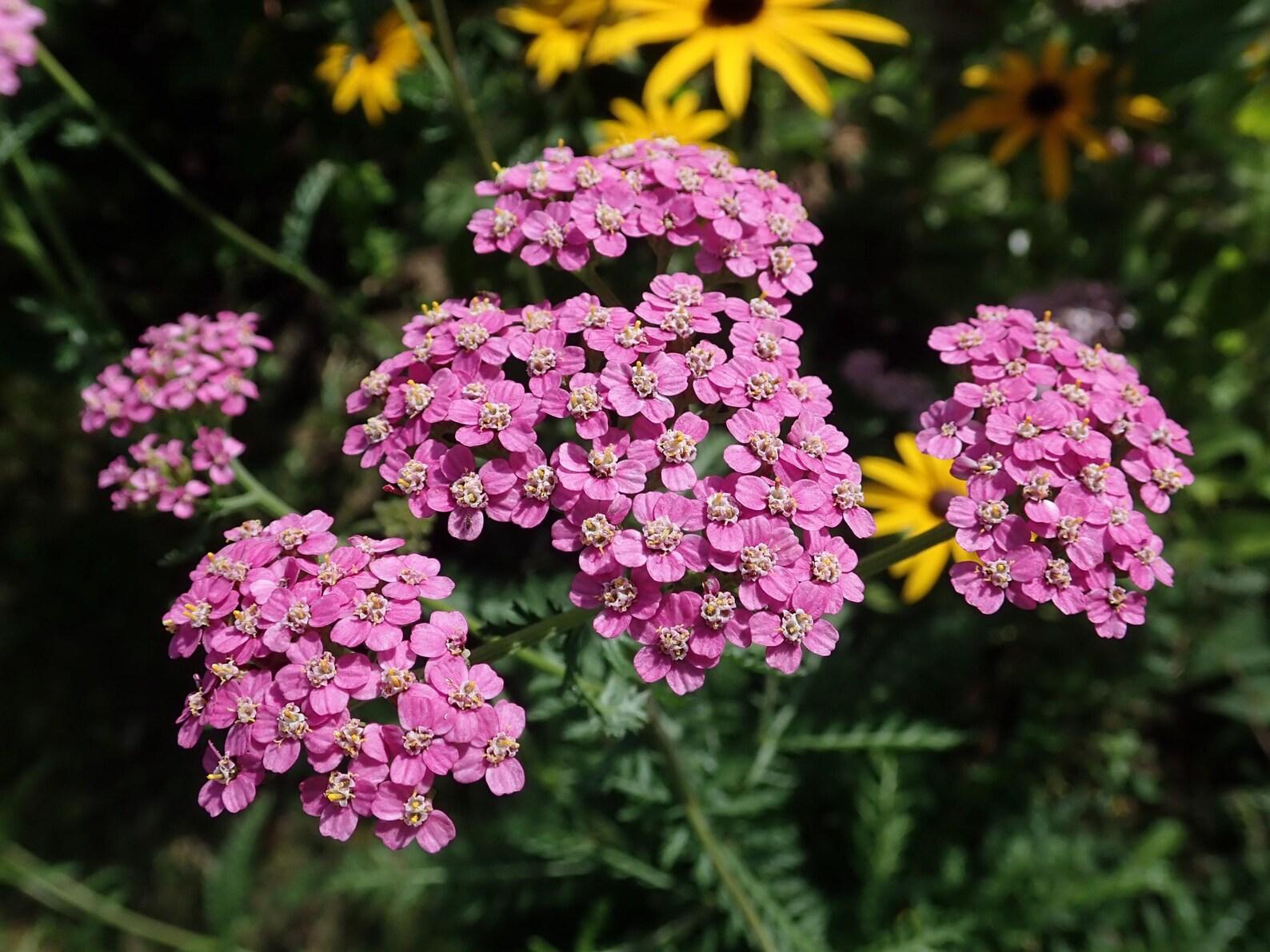 LIGHT PINK YARROW Seeds *free Shipping!* Fresh & Organic Achillea ...