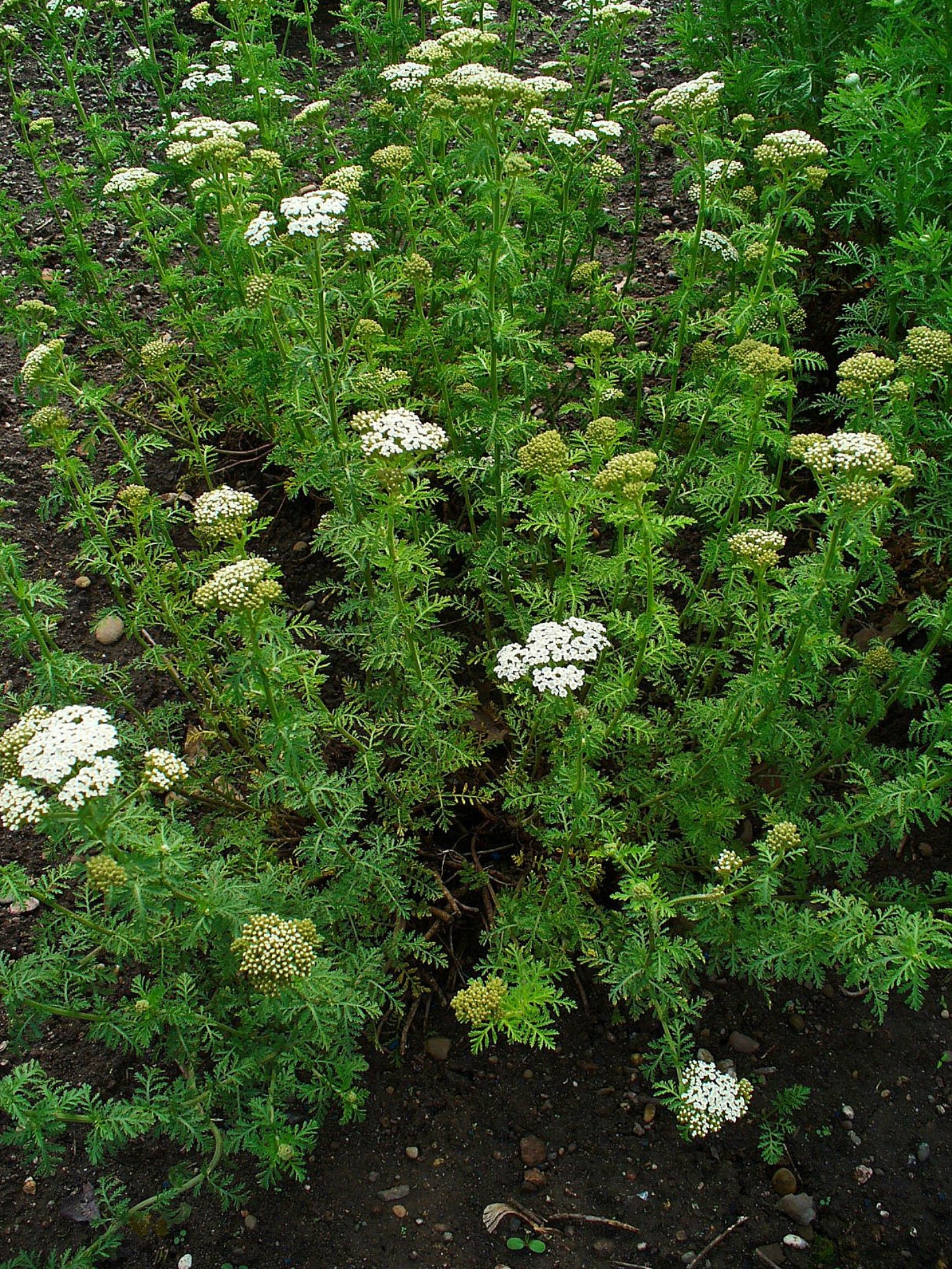 ACHILLEA NOBILIS Seeds FREE Shipping Fresh & Organic Noble - Etsy