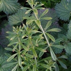 CLEAVERS Seeds FREE Shipping Fresh & Organic Galium Aparine Seeds White ...