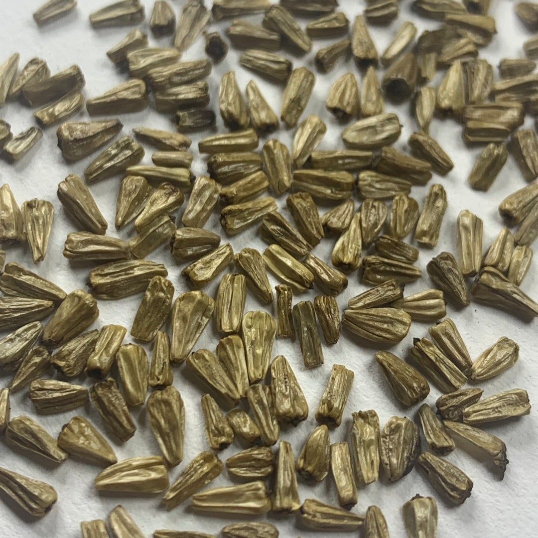 ACORUS CALAMUS Seeds *FREE Shipping!* Fresh & Organic Sweet Flag ...