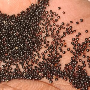 AMARANTH PERFECTA Seeds *free Shipping!* Fresh & Organic Amaranthus ...