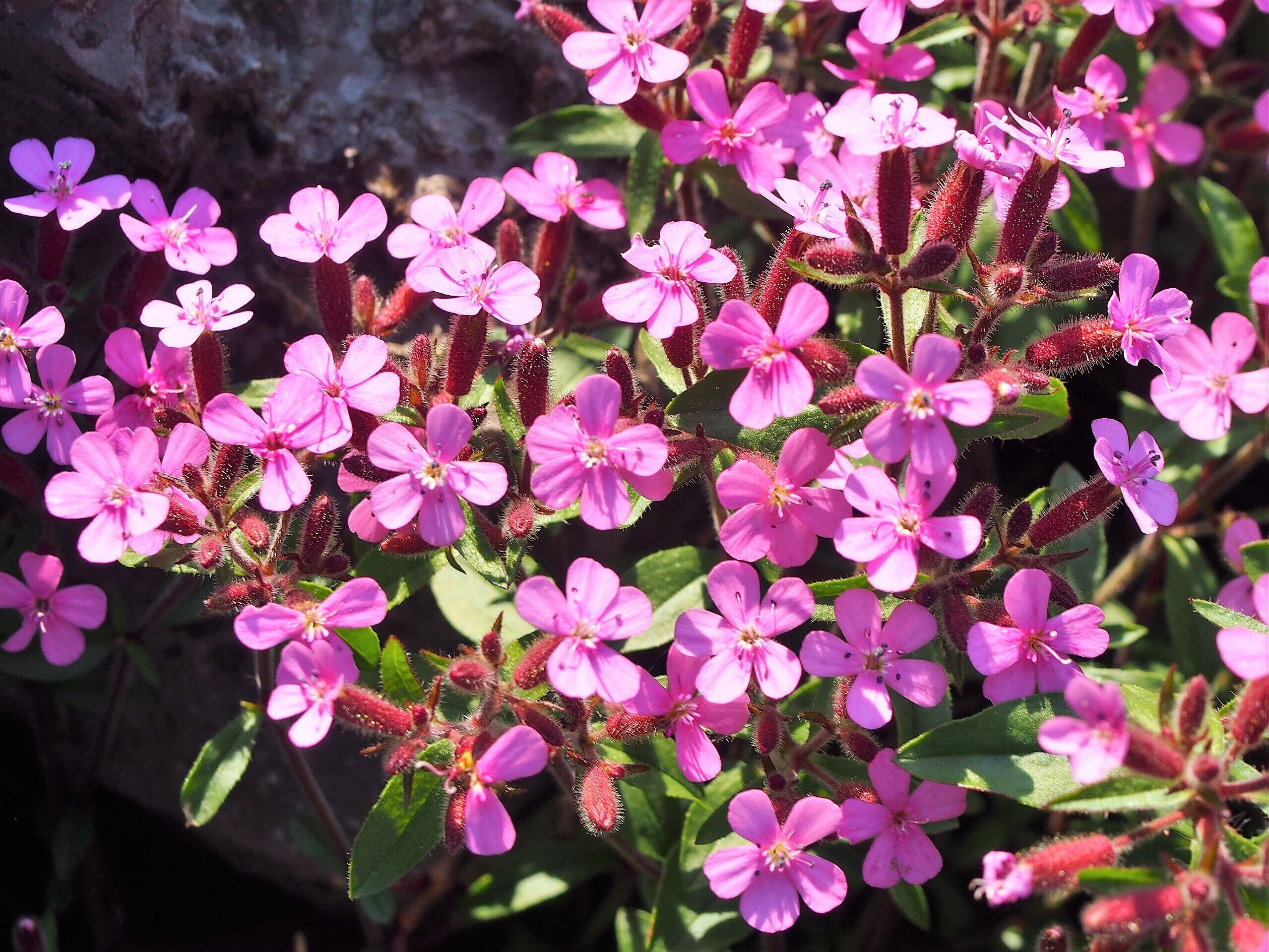 ROCK SOAPWORT Seeds *free Shipping!* Fresh & Organic Saponaria ...