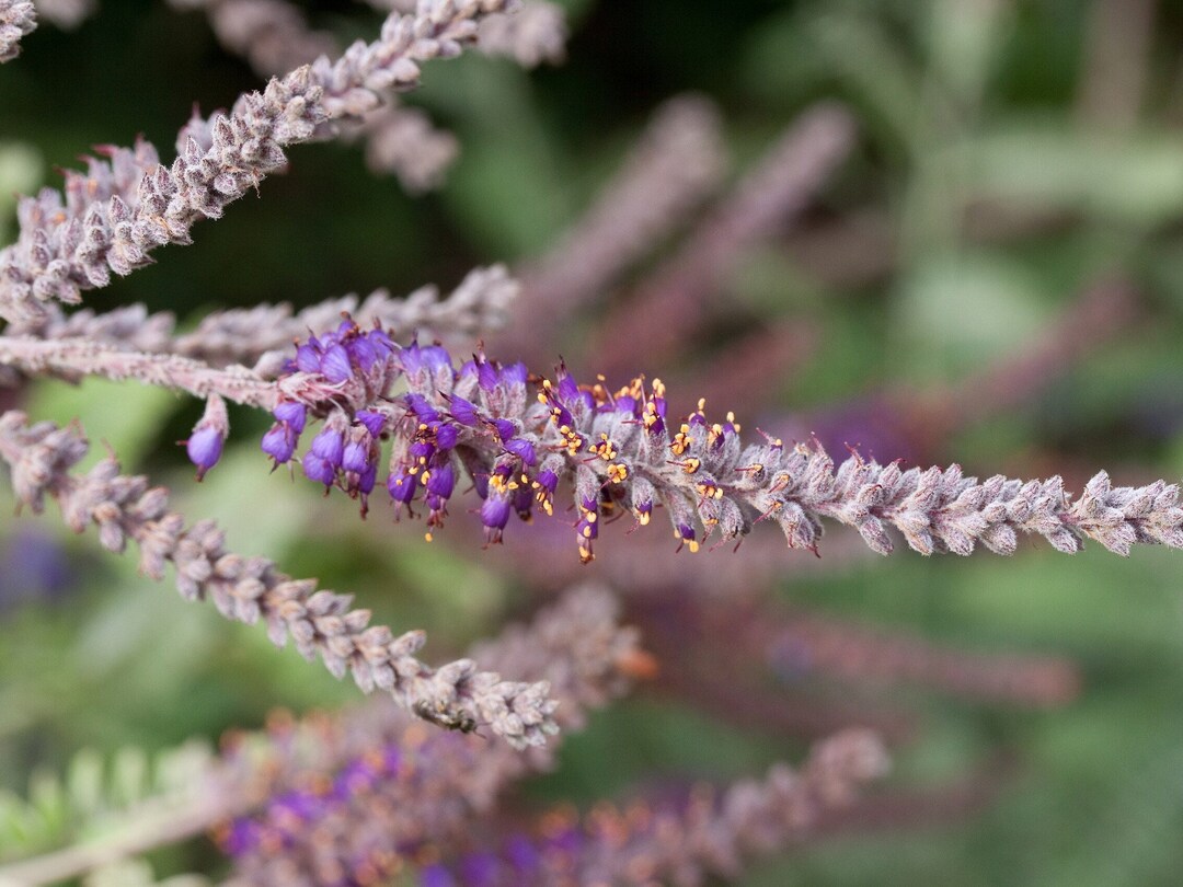 DWARF INDIGO Seeds *free Shipping!* Fresh & Organic Amorpha Nana Seeds ...