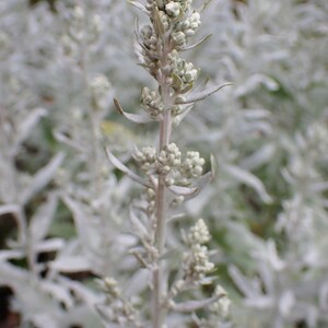 PRAIRE SAGE Seeds *free Shipping!* Fresh & Organic Artemisia ...
