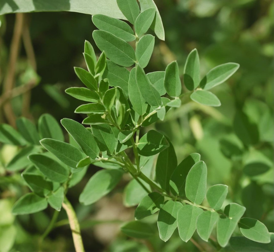 HUANG QI Seeds *free Shipping!* Fresh & Organic Astragalus Membranaceus ...
