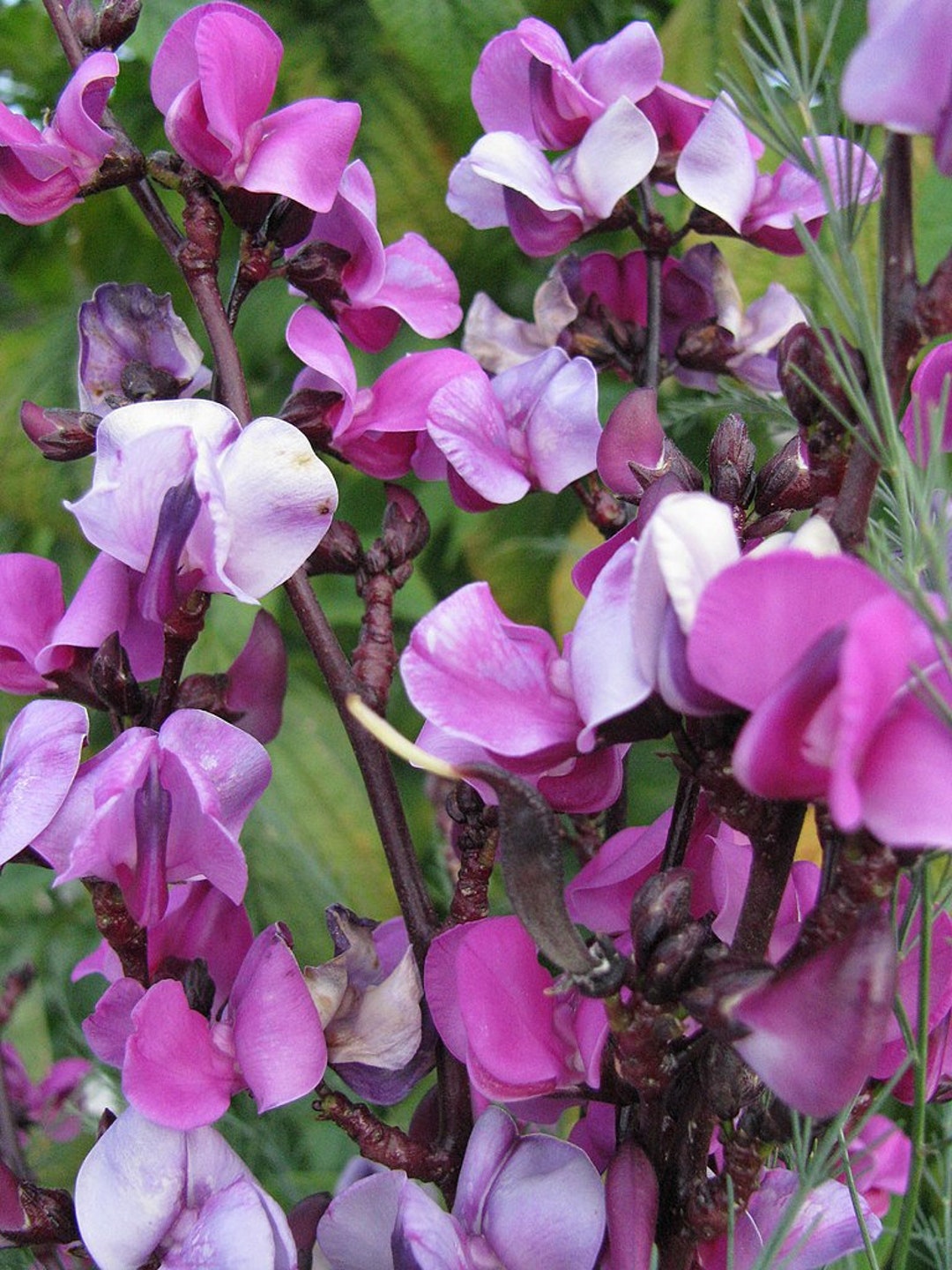 HYACINTH BEAN Seeds *FREE Shipping!* Fresh & Organic Dolichos Lablab ...