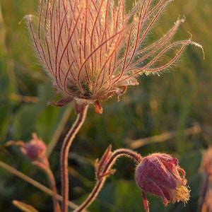 PRAIRE SMOKE Seeds *FREE Shipping!* Fresh & Organic Geum Triflorum ...