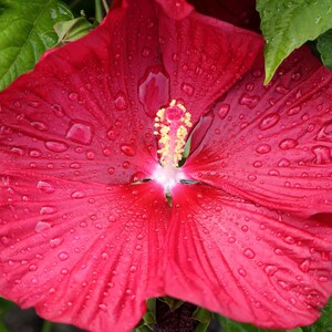 RUBY RED HIBISCUS Seeds *free Shipping!* Fresh & Organic Hibiscus ...