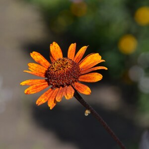 Bleeding Hearts False Sunflower Seeds *FREE Shipping!* Fresh & Organic ...