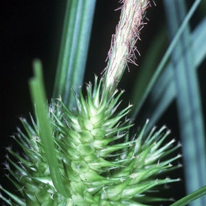 COMMON HOP SEDGE Seeds free Shipping Fresh & Organic Carex Lupulina ...