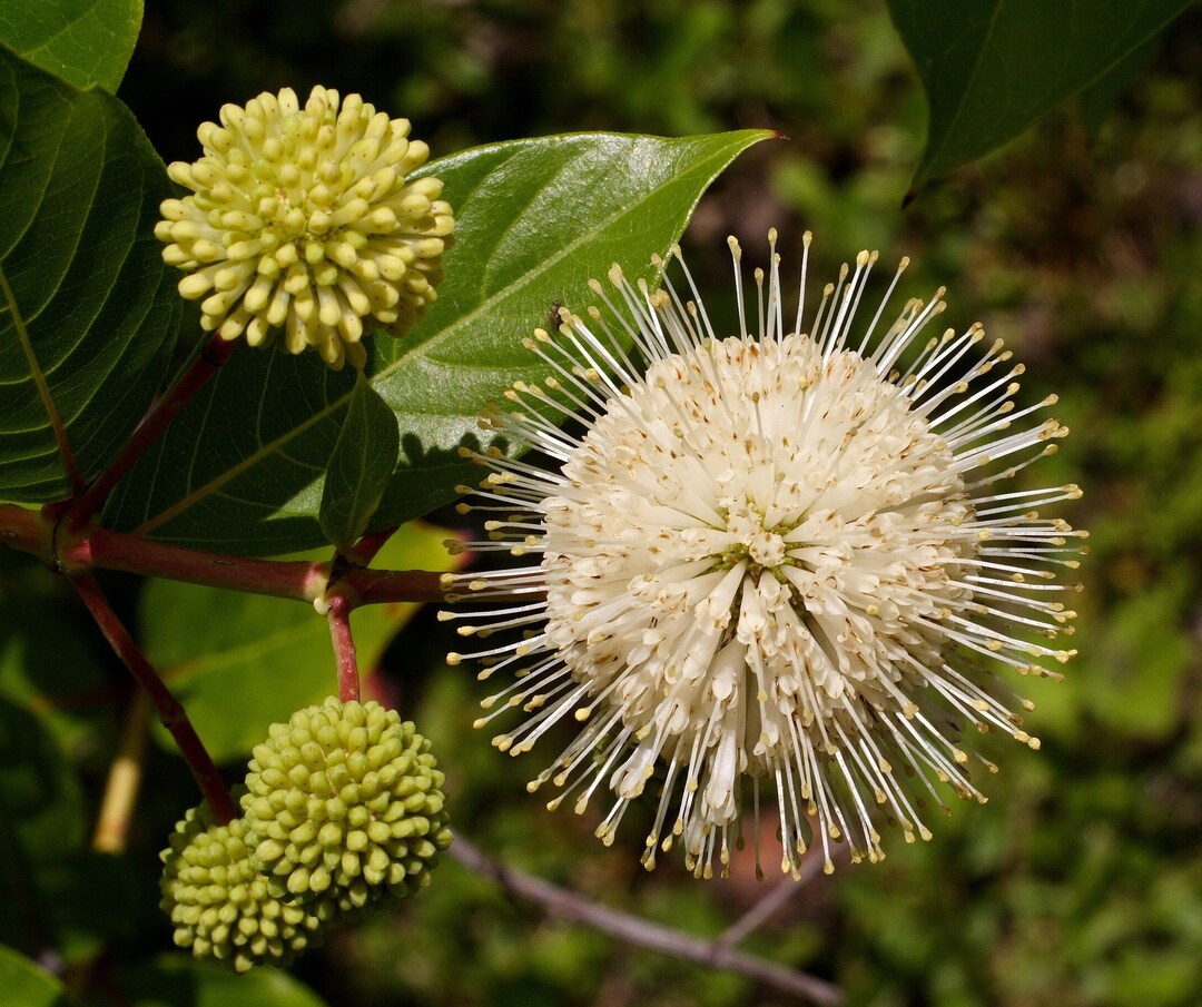 BUTTONBUSH Seeds *FREE Shipping!* Fresh & Organic Honey-bells, Buck ...
