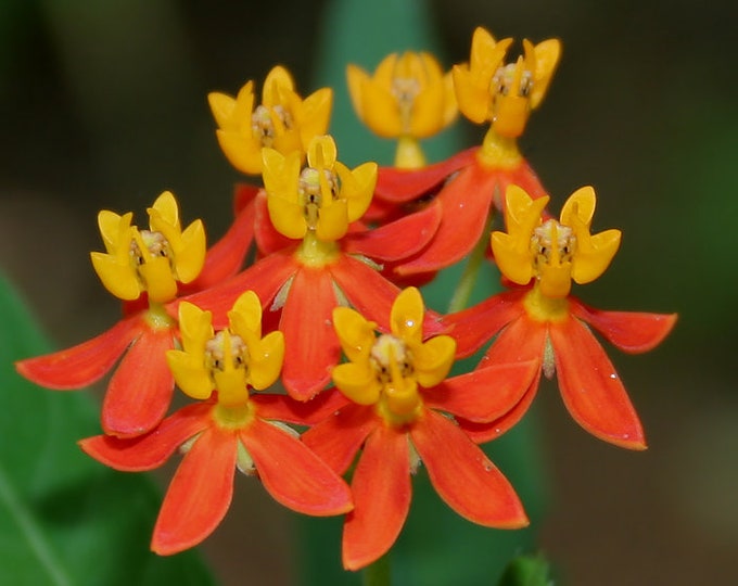 Silky Gold Milkweed Seeds (asclepias Curassavica 'silky Gold') Packet ...