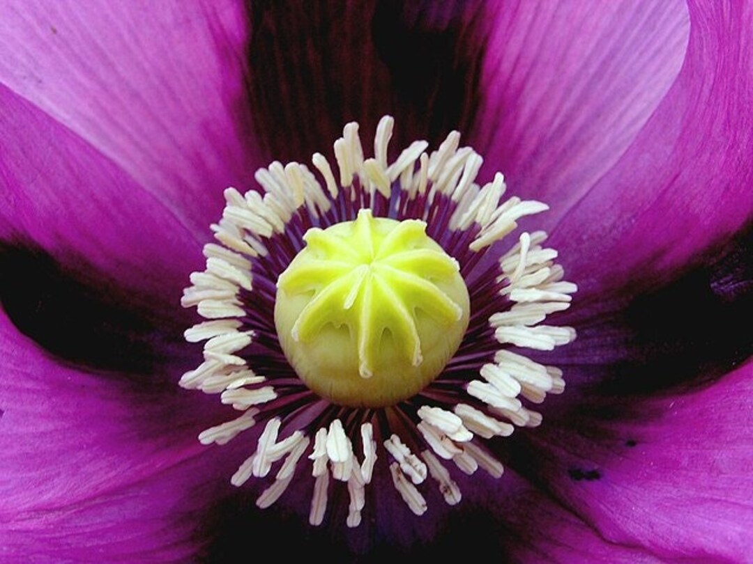 TURKISH POPPY Seeds FREE Shipping Purple Papaver Somniferum Seeds Cold ...