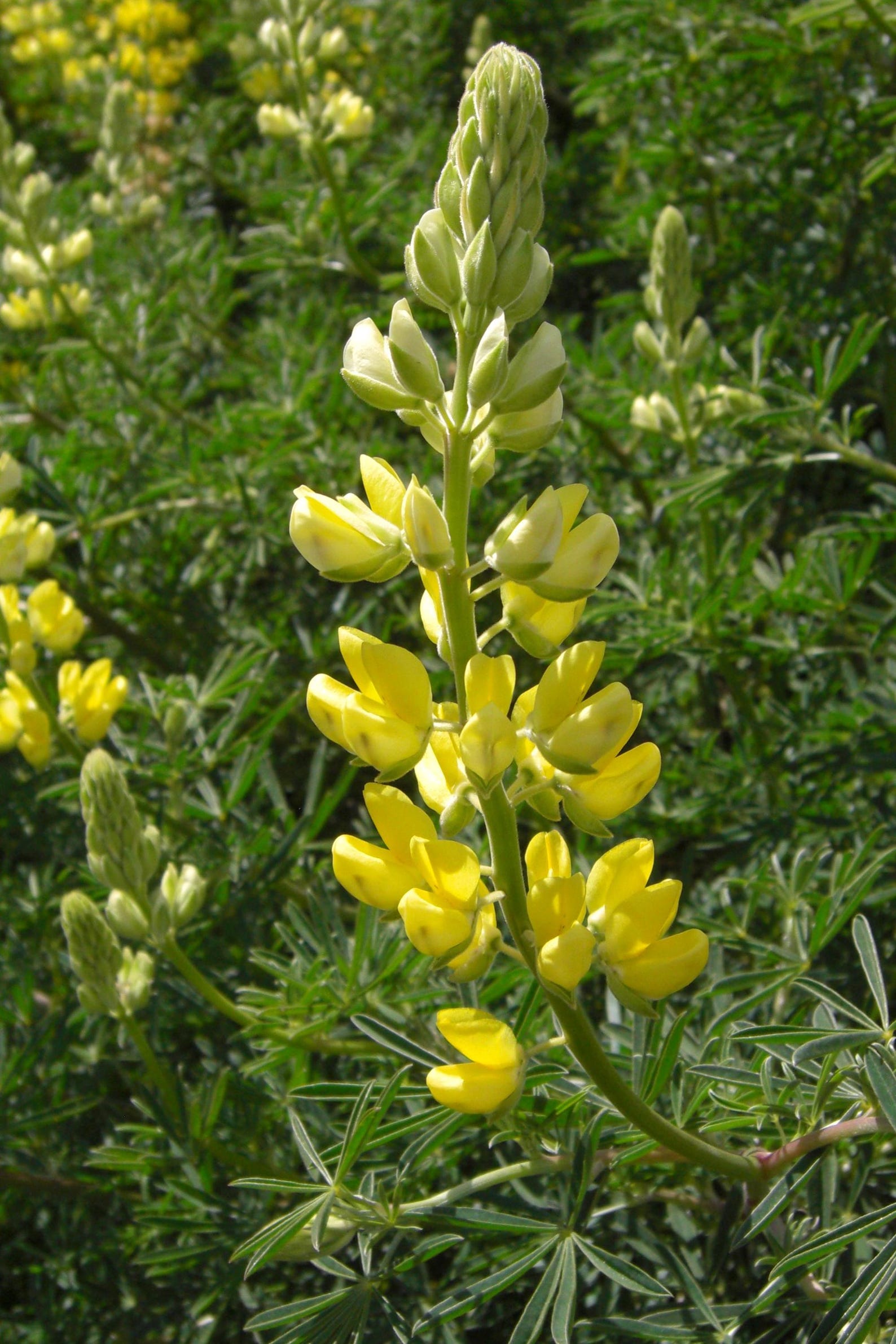 TREE LUPINE Seeds *free Shipping!* Fresh & Organic Lupinus Arboreus ...
