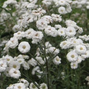 PEARL YARROW Seeds *free Shipping!* Fresh & Organic Achillea Ptarmica ...