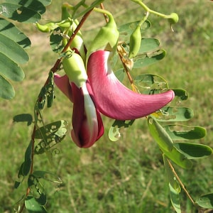 RED HUMMINGBIRD TREE Seeds *free Shipping!* Fresh & Organic Sesbania ...