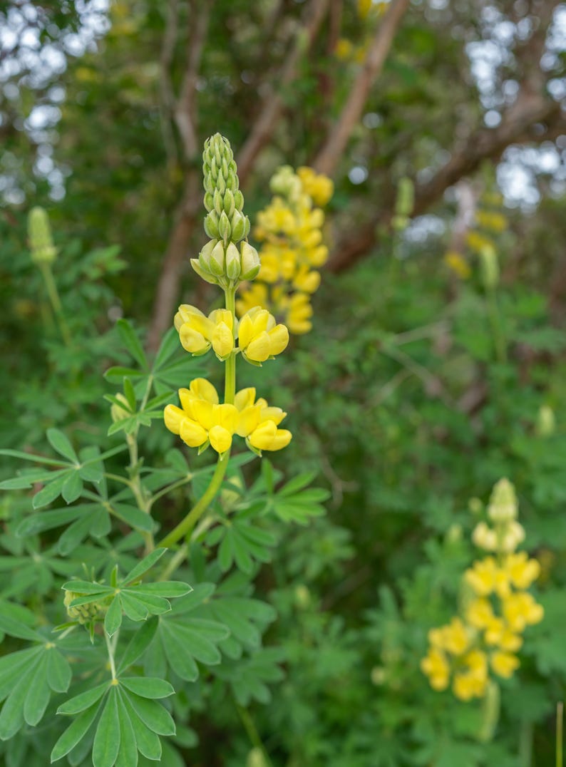 TREE LUPINE Seeds *free Shipping!* Fresh & Organic Lupinus Arboreus ...