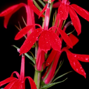 CARDINAL FLOWER Seeds *free Shipping!* Fresh & Organic Lobelia ...