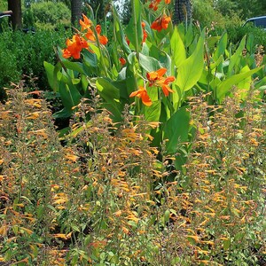 HUMMINGBIRD MINT Seeds *FREE Shipping!* Fresh & Organic Agastache ...