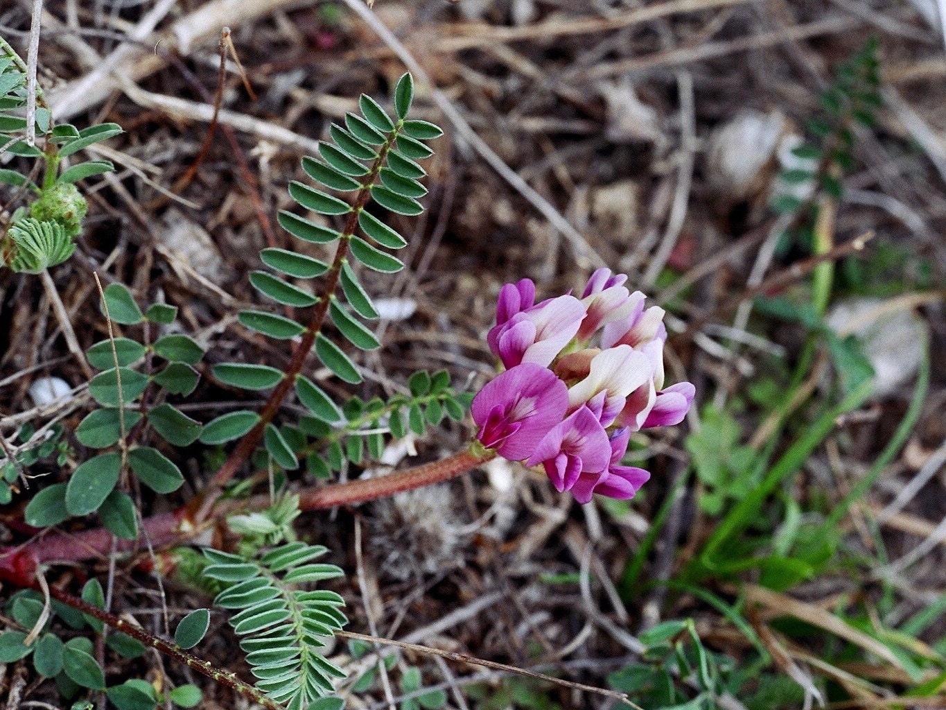GROUND PLUM Seeds *free Shipping!* Fresh & Organic Astragalus ...