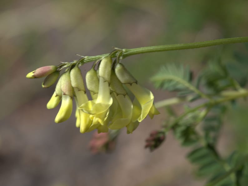 HUANG QI Seeds *free Shipping!* Fresh & Organic Astragalus Membranaceus ...