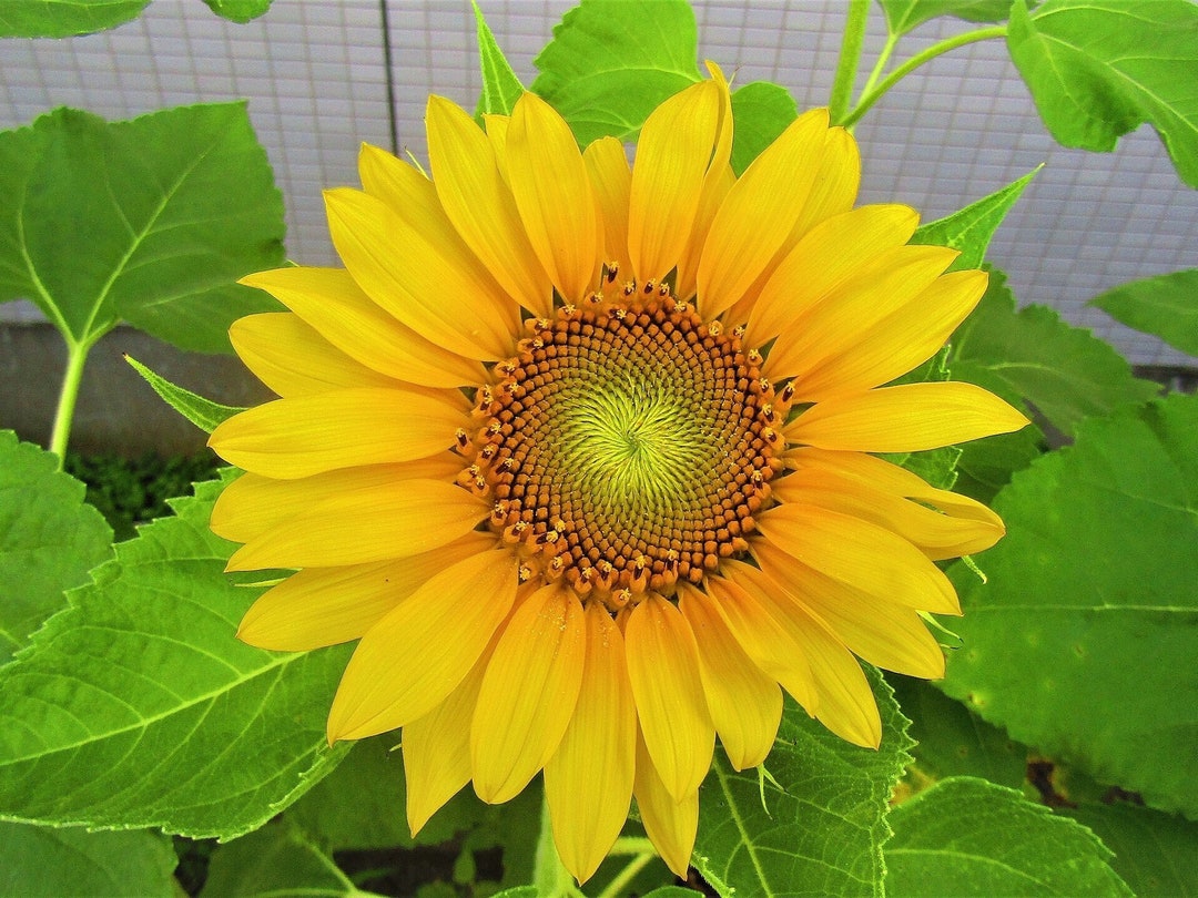 SUNRICH GOLD SUNFLOWER Seeds *free Shipping!* Fresh & Organic ...