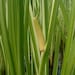 ACORUS CALAMUS Seeds FREE Shipping Fresh & Organic Sweet Flag, American ...