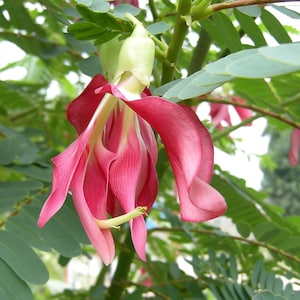 RED HUMMINGBIRD TREE Seeds *free Shipping!* Fresh & Organic Sesbania ...