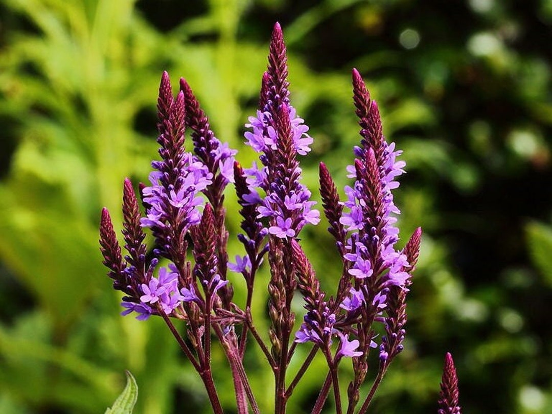 PINK VERVAIN Seeds *free Shipping!* Fresh & Organic Verbena Hastata ...